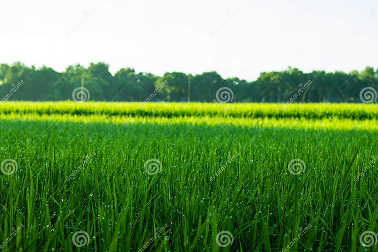 The Paddy Field Ecosystem is Composed of Surface Water, Plowed Soil ...