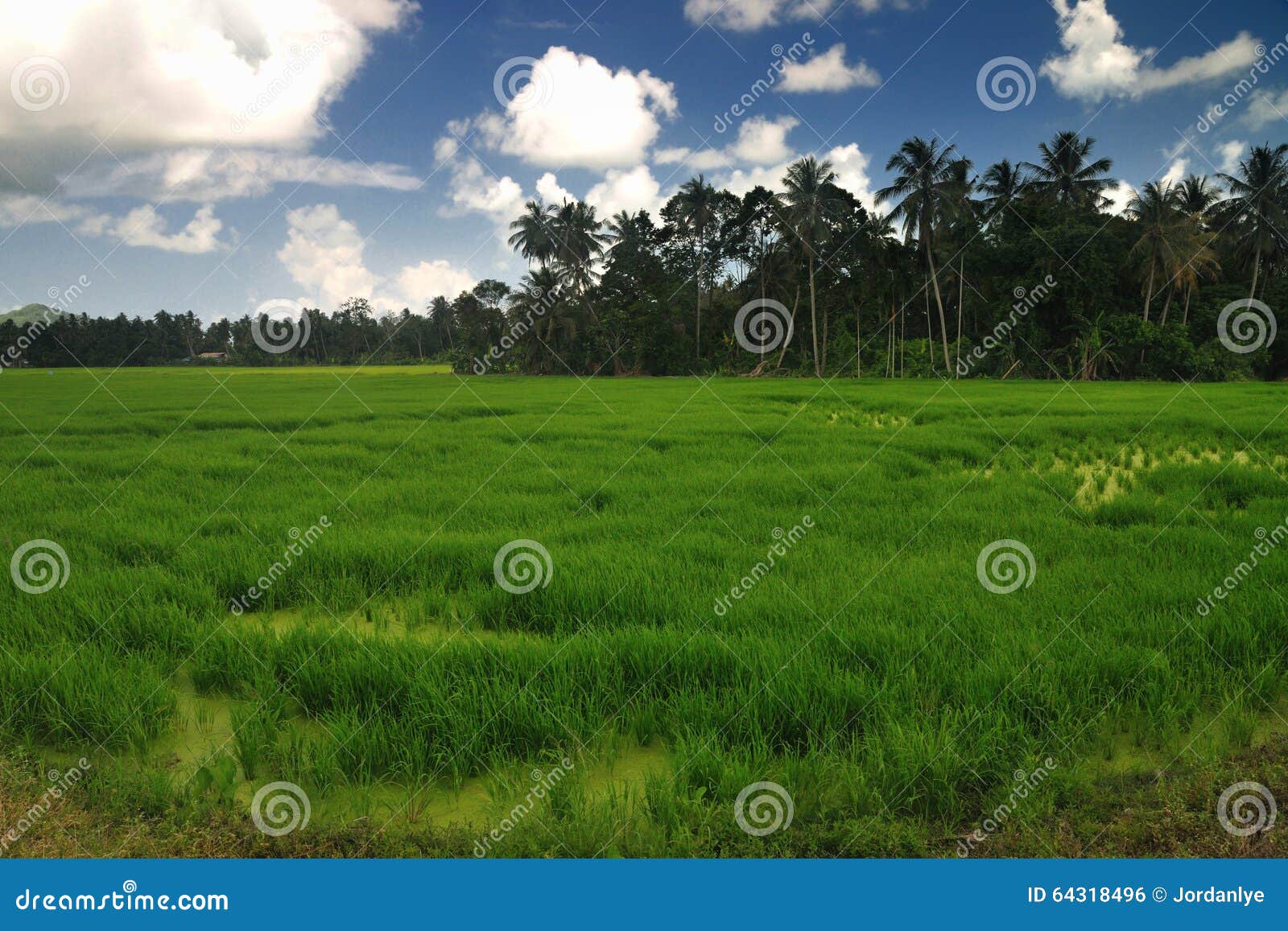 Paddy field in the evening stock photo. Image of growth - 64318496