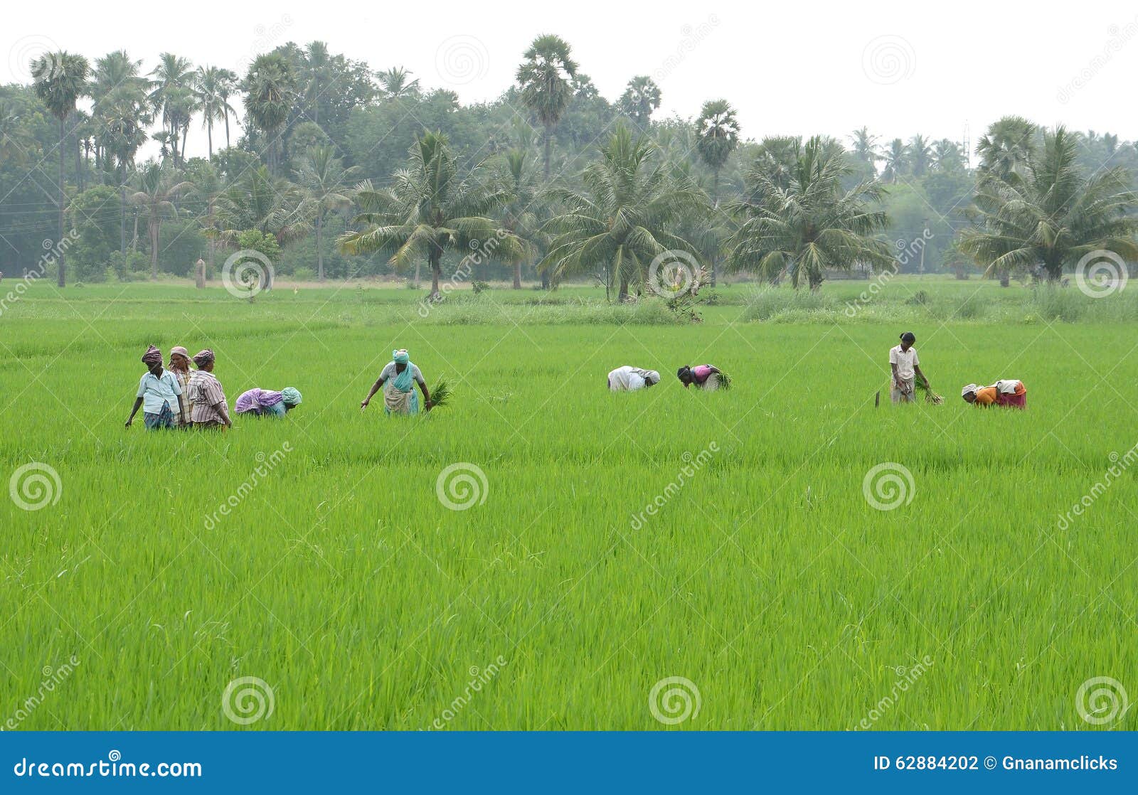 PADDY FIELD editorial photography. Image of plants, workers - 62884202