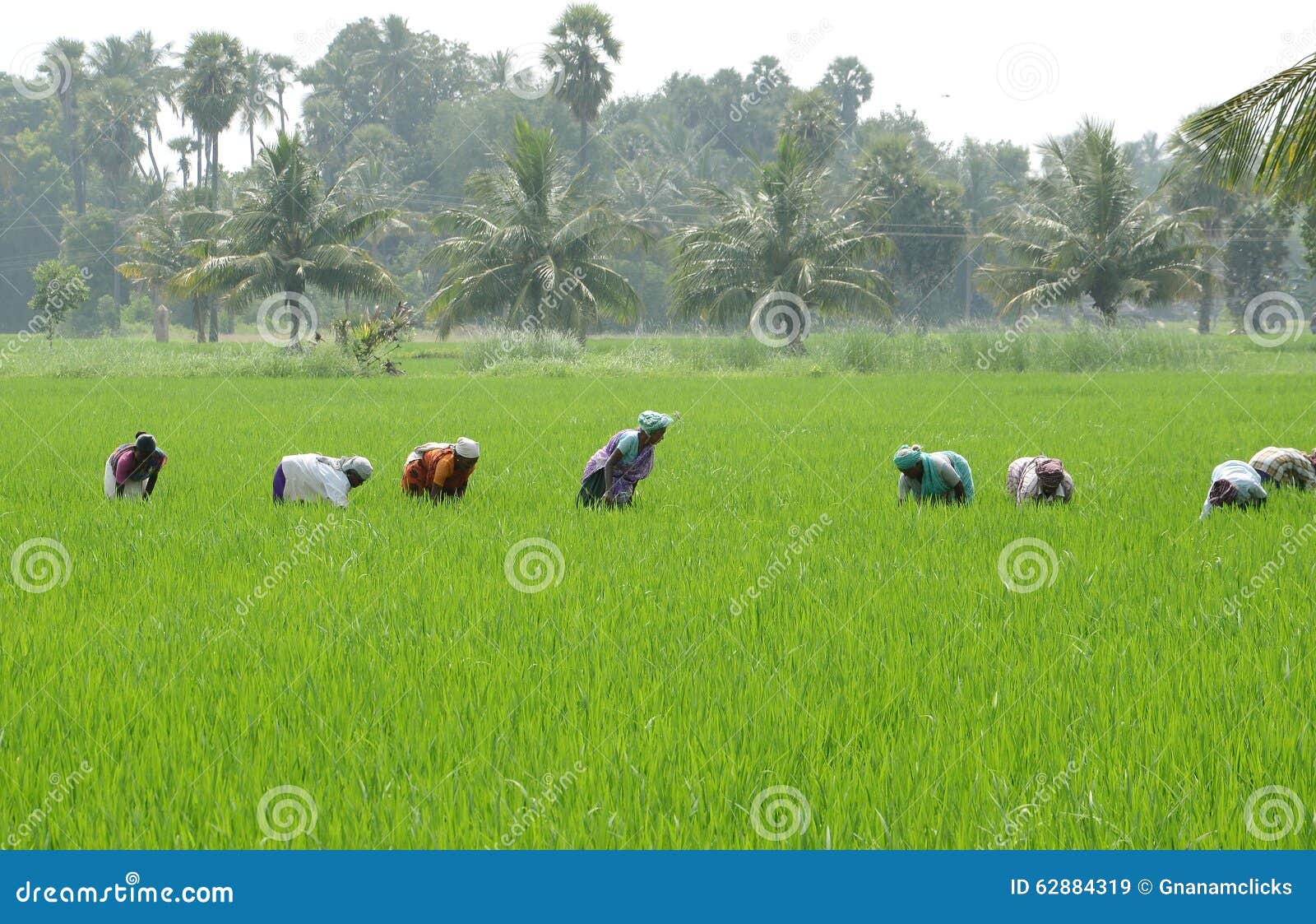 PADDY FIELD editorial stock image. Image of workers, farmer - 62884319