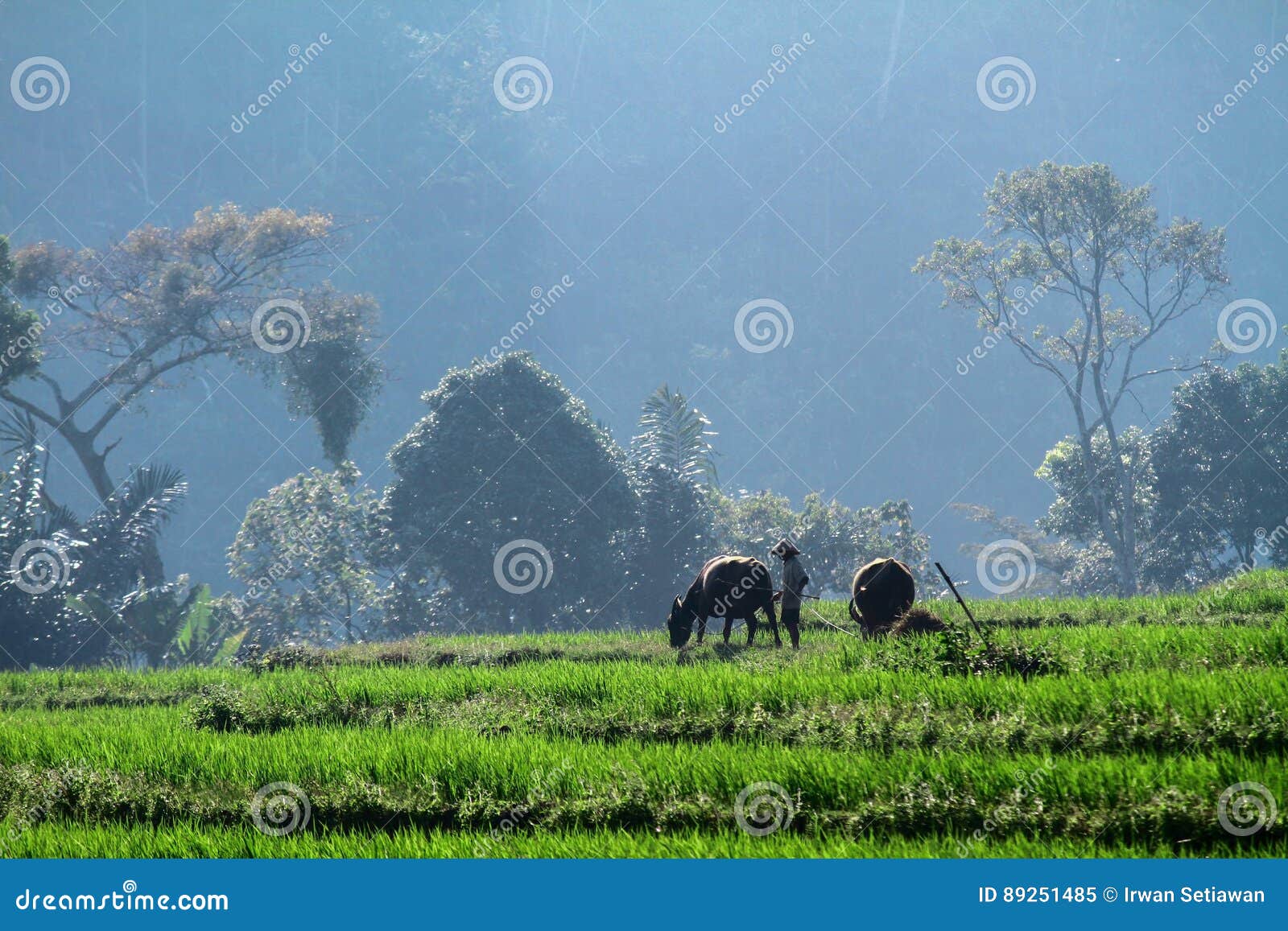 Paddy Field stock image. Image of beautiful, field, buffalo - 89251485
