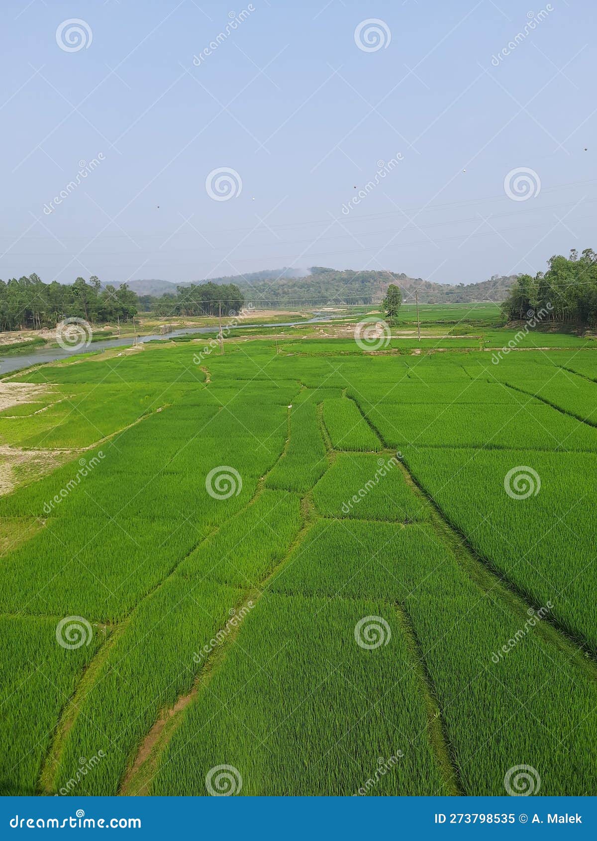 Paddy field farming stock image. Image of crop, soil - 273798535