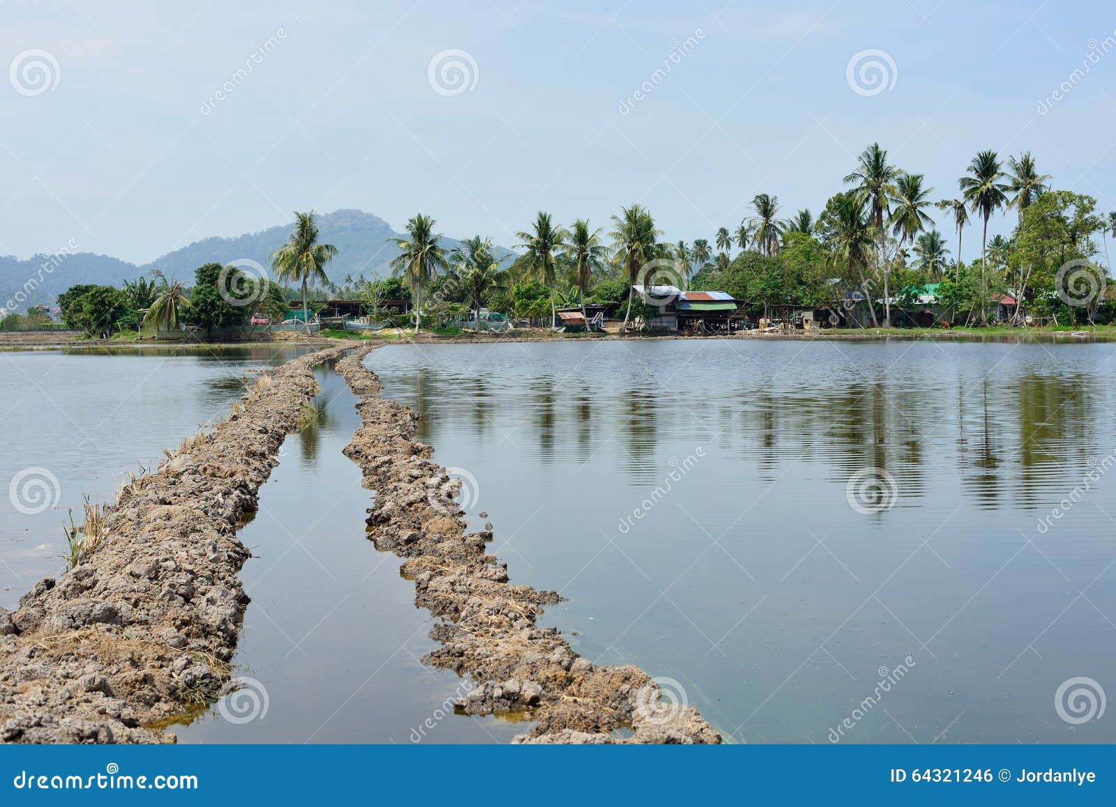 Paddy Field Fill with Water Stock Photo - Image of natural, harmonious ...