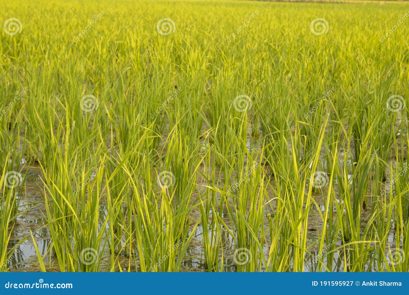Paddy Field on First Sowing Stage Stock Image - Image of harvest, water ...