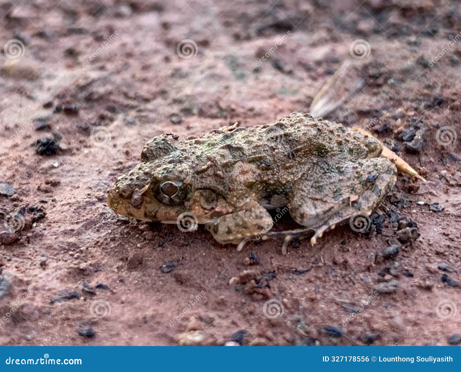 Paddy Field Frog-Fejervarya Limnocharis, Frog, Animal Stock Photo ...