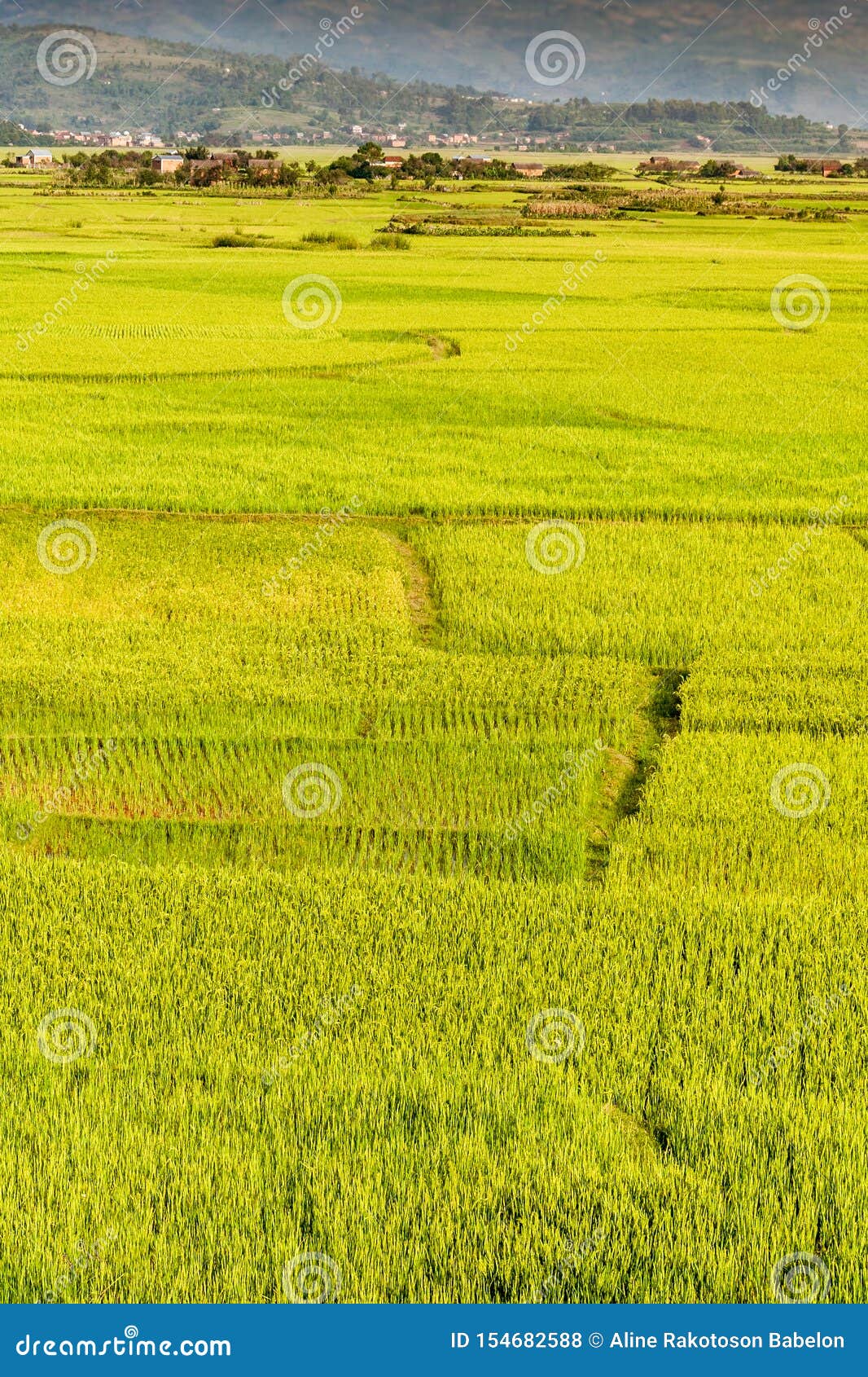 Paddy field stock photo. Image of field, growth, harvest - 154682588
