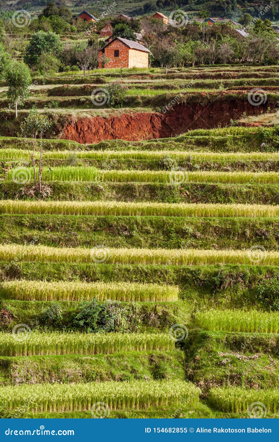 Paddy field stock image. Image of abundance, highlands - 154682855