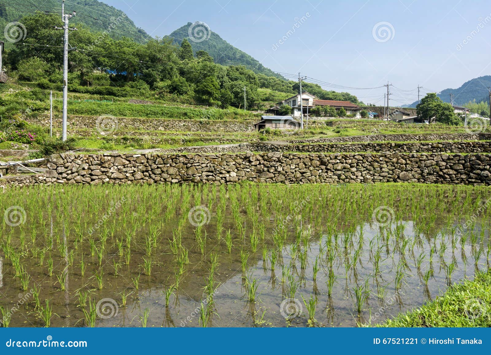 Paddy field stock image. Image of field, fine, green - 67521221