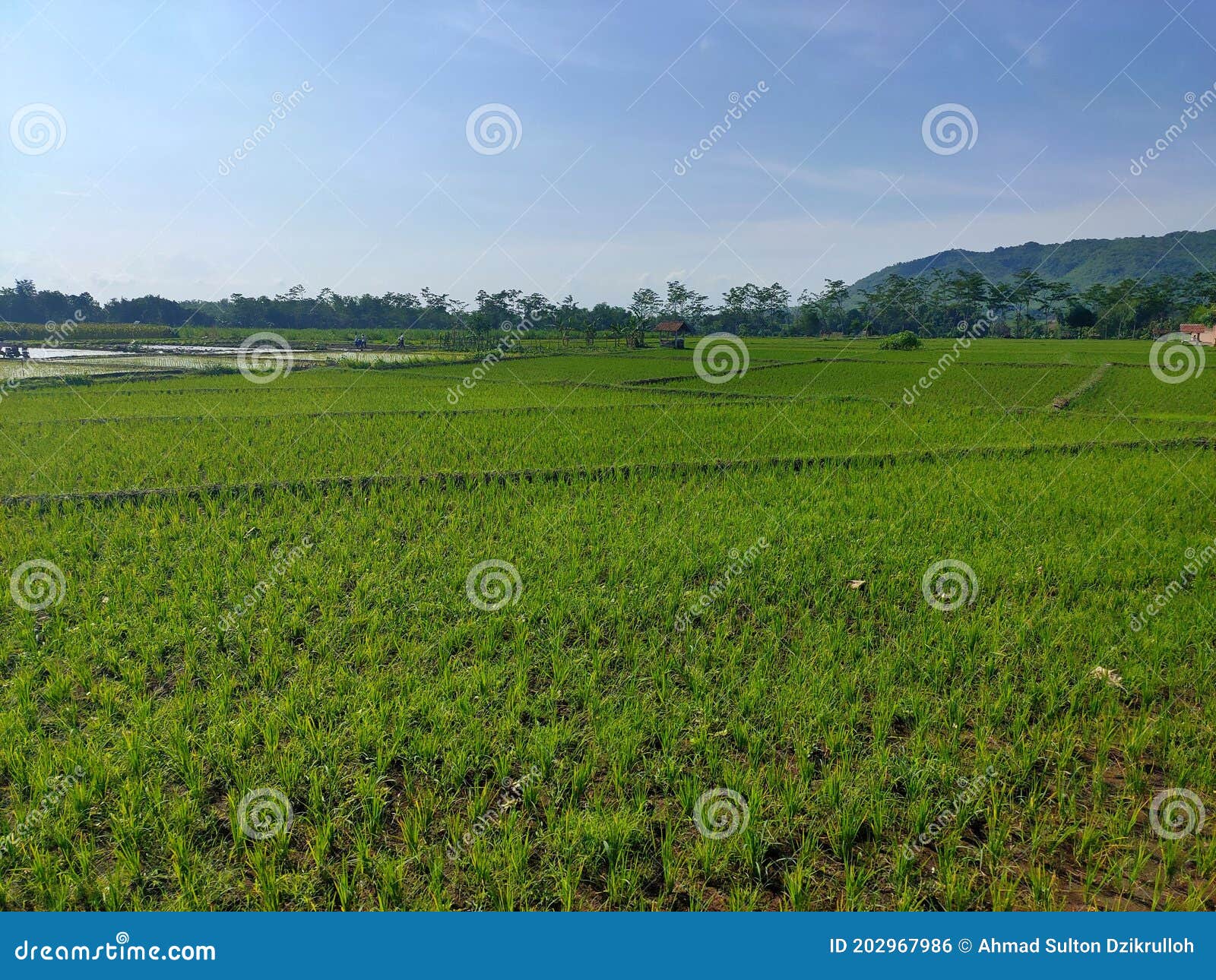Paddy field full crops stock photo. Image of soil, crop - 202967986