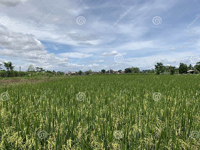 Paddy Field Getting Yellow in Java, Indonesia Stock Photo - Image of ...