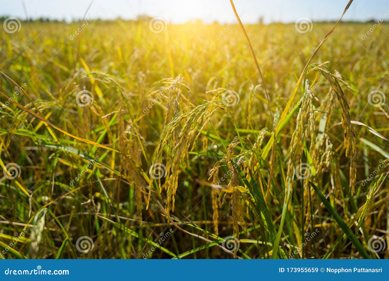 Paddy Field Golden Rice Farm Background Stock Image - Image of grain ...
