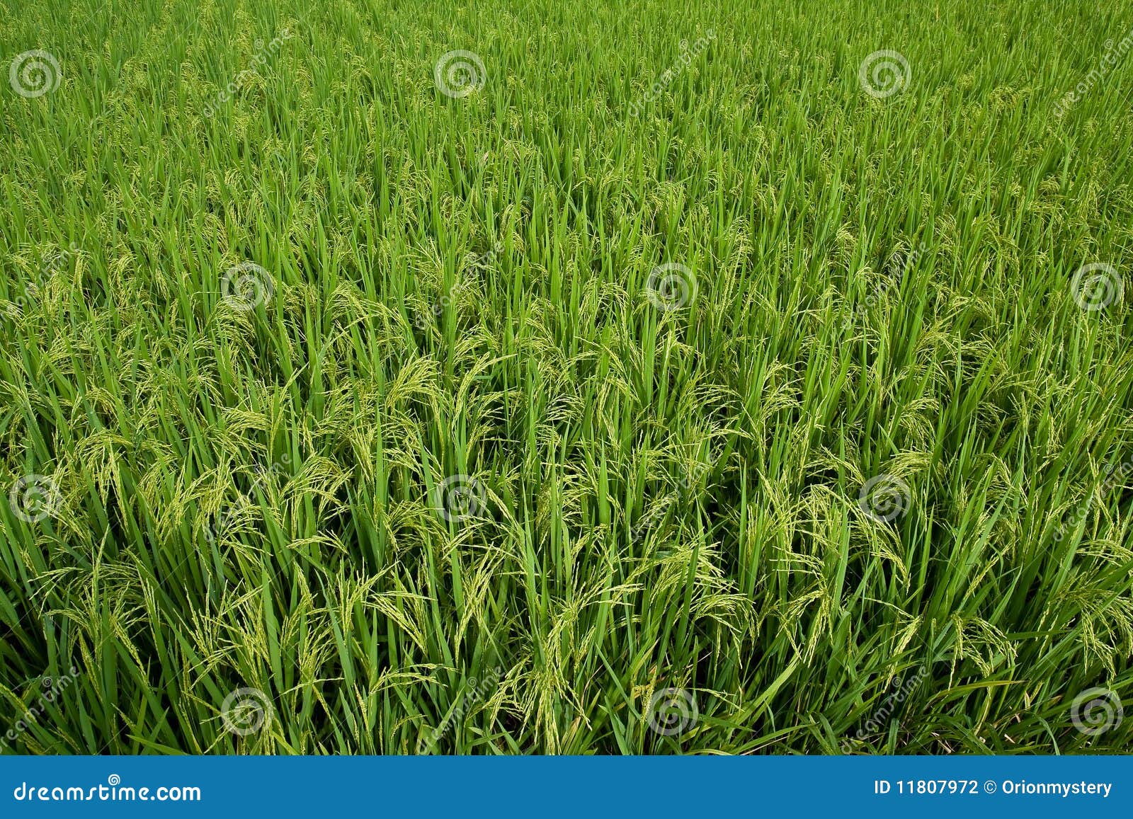 Paddy Field with Grain about To Ripen Stock Photo - Image of cultivate ...