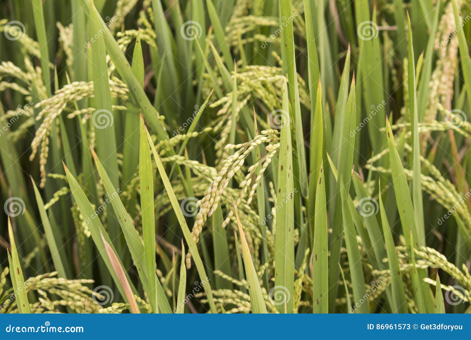 Paddy field stock image. Image of green, farmer, bread - 86961573