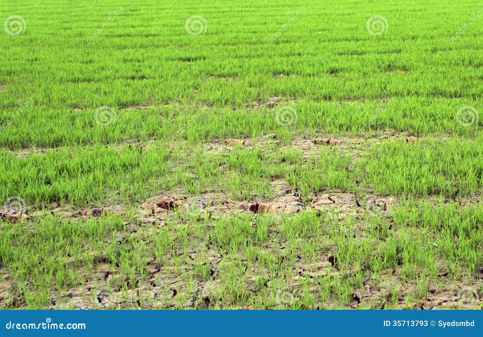 Paddy field stock image. Image of growth, plant, healthy - 35713793
