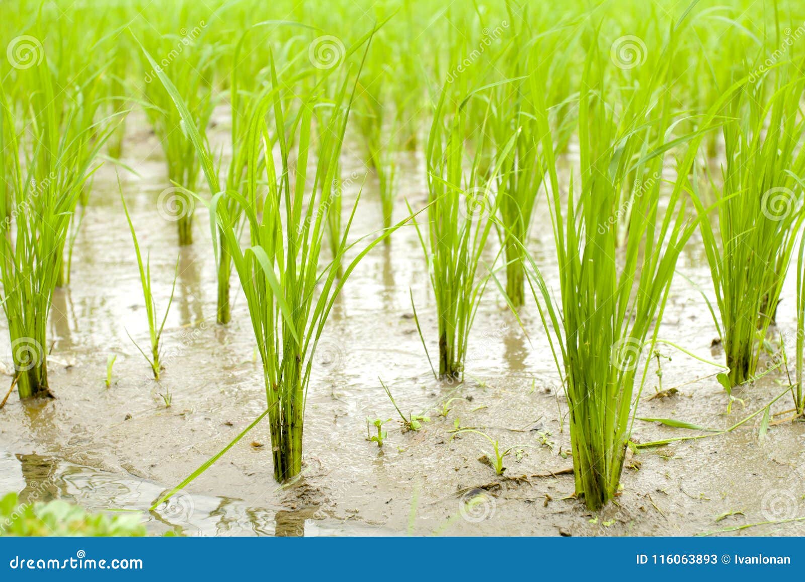 The Paddy in the Field stock image. Image of agricultural - 116063893