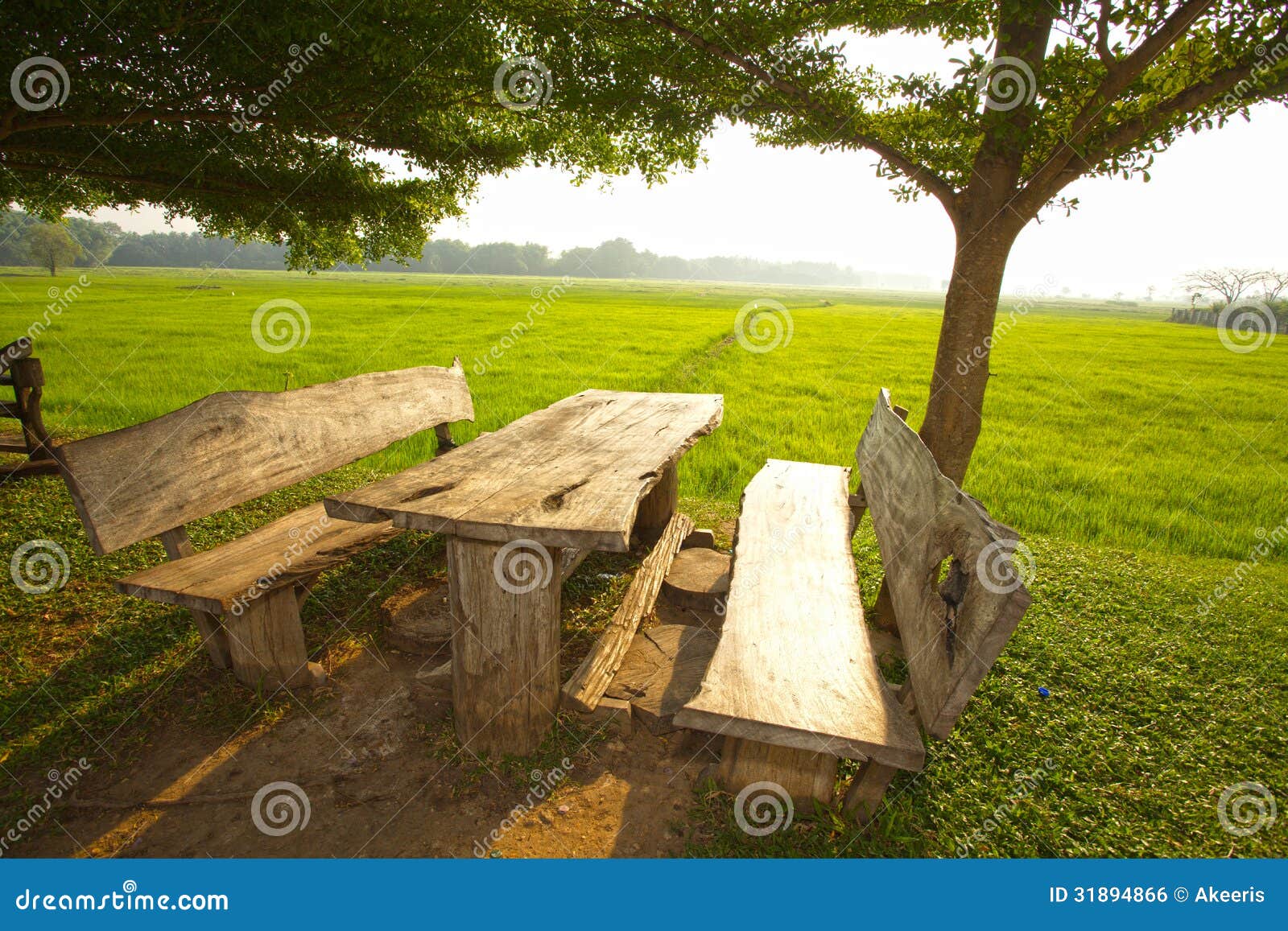 Paddy field stock photo. Image of pattern, farm, table - 31894866