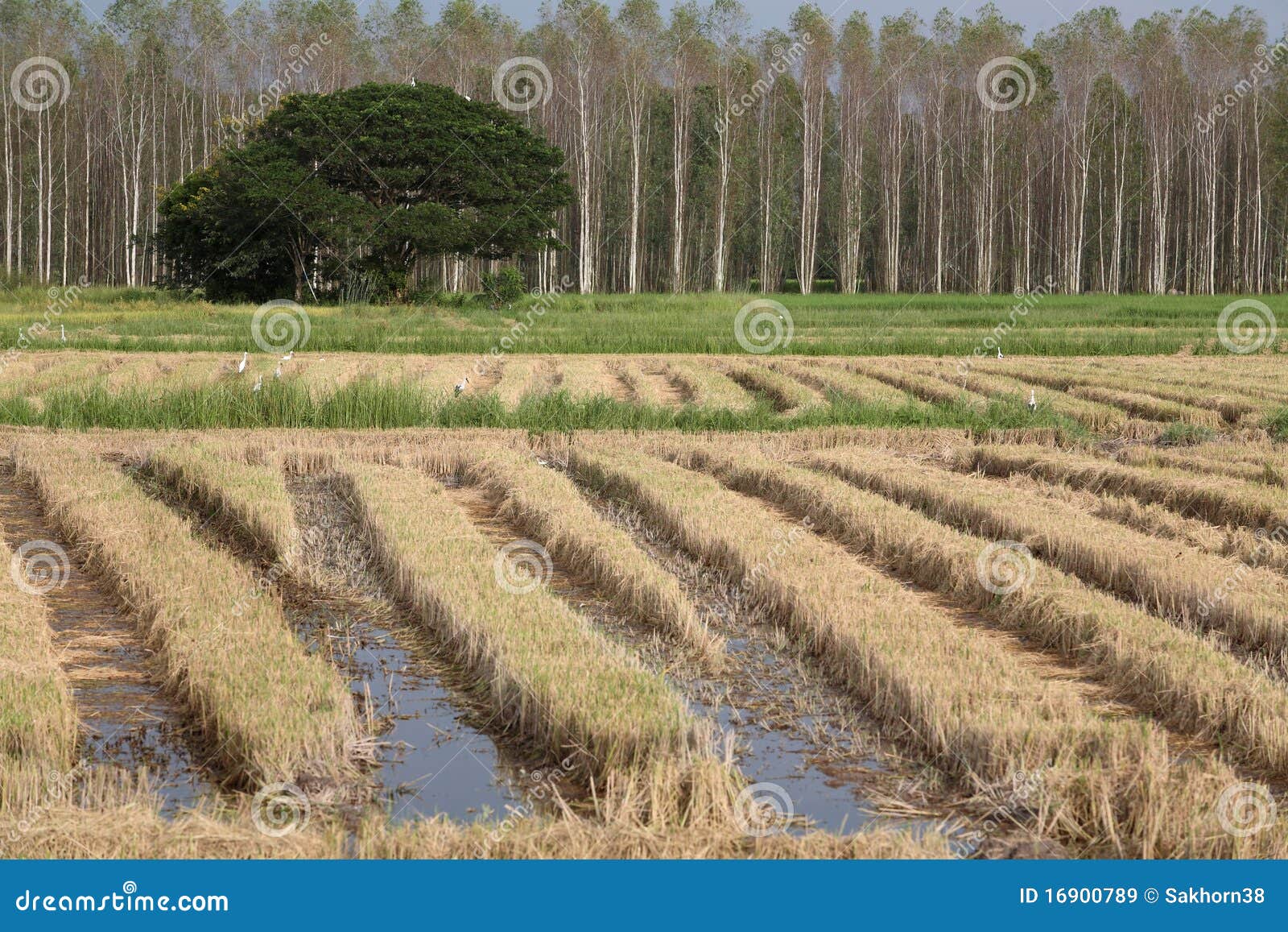 Paddy field after harvest stock image. Image of rice - 16900789