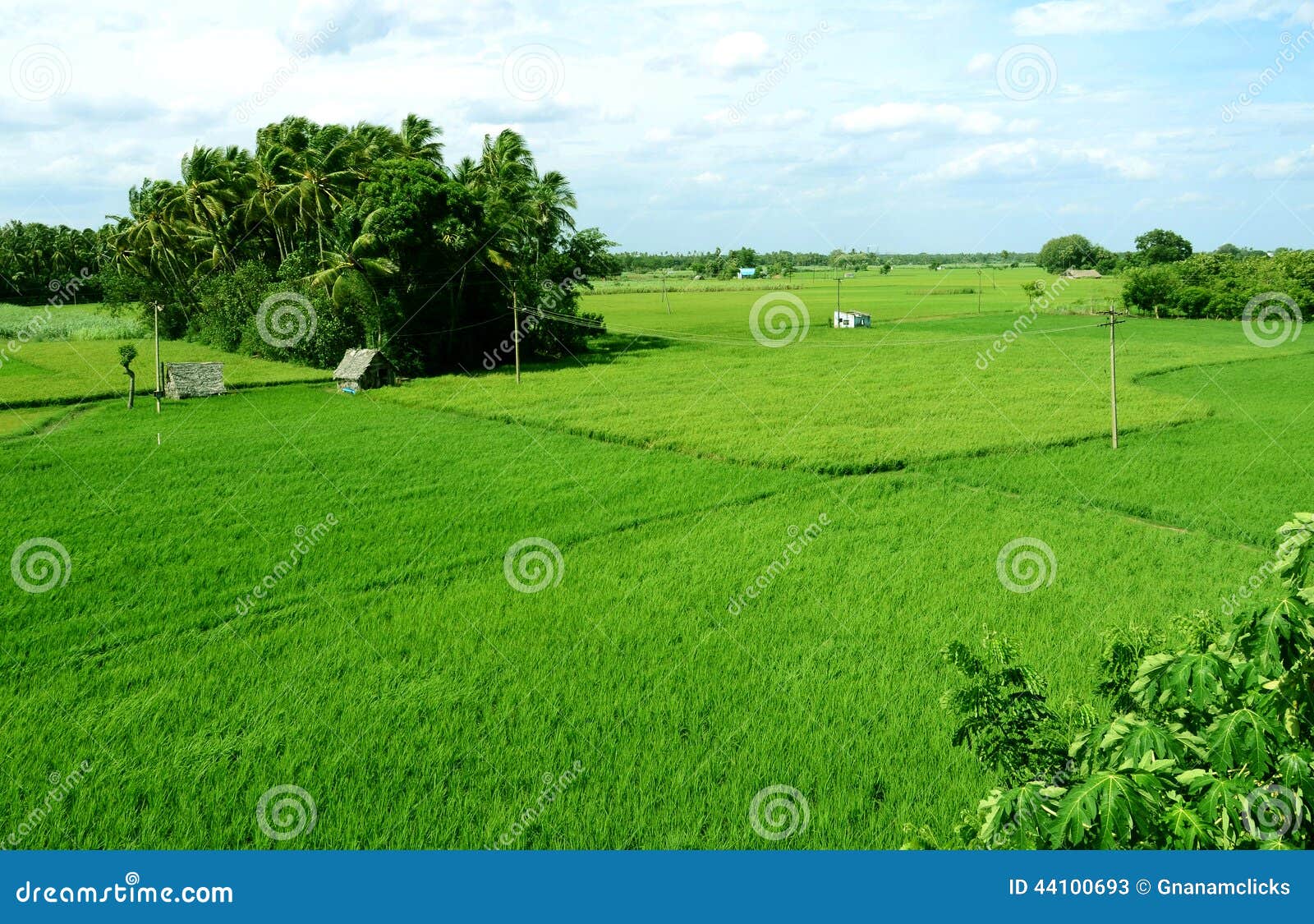 PADDY FIELD stock image. Image of frame, traditional - 44100693