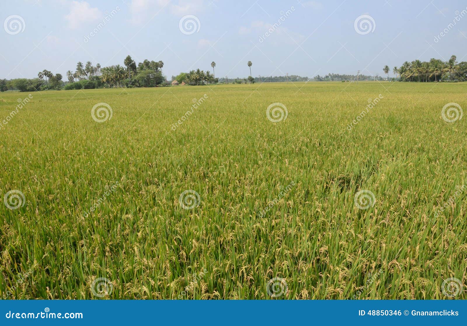 PADDY FIELD stock photo. Image of fresh, close, field - 48850346