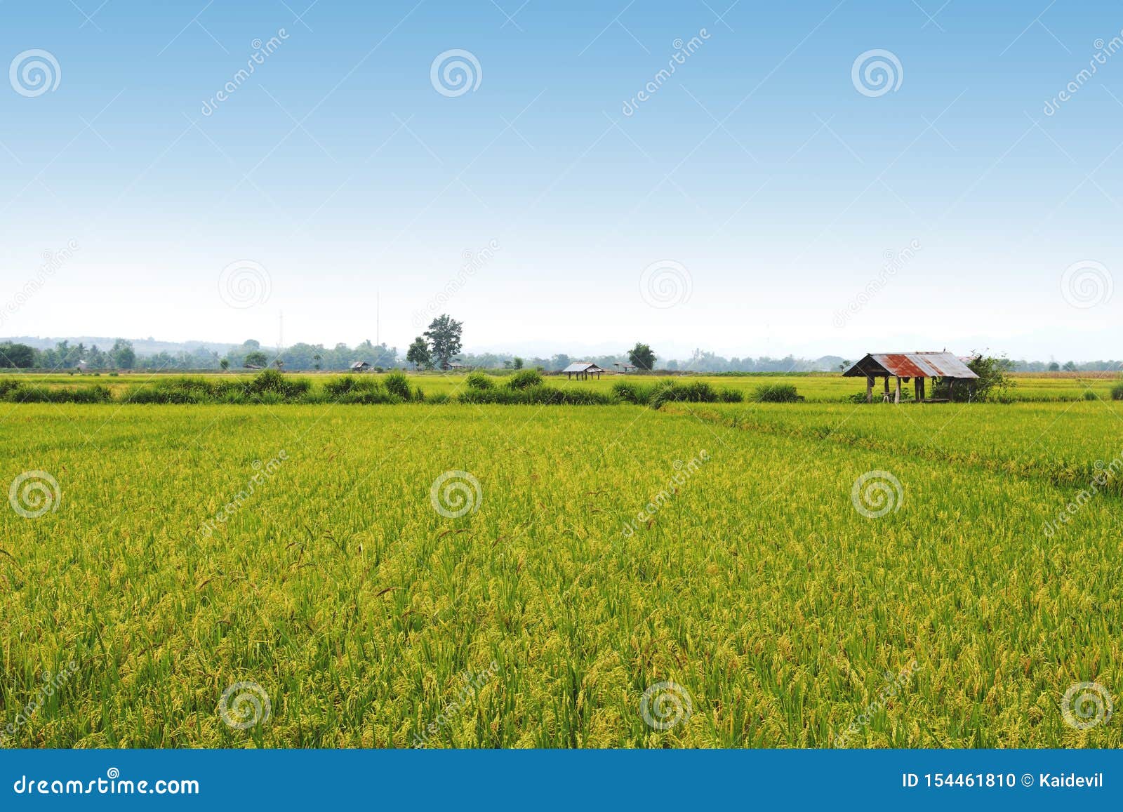Paddy field stock photo. Image of plant, fresh, rural - 154461810