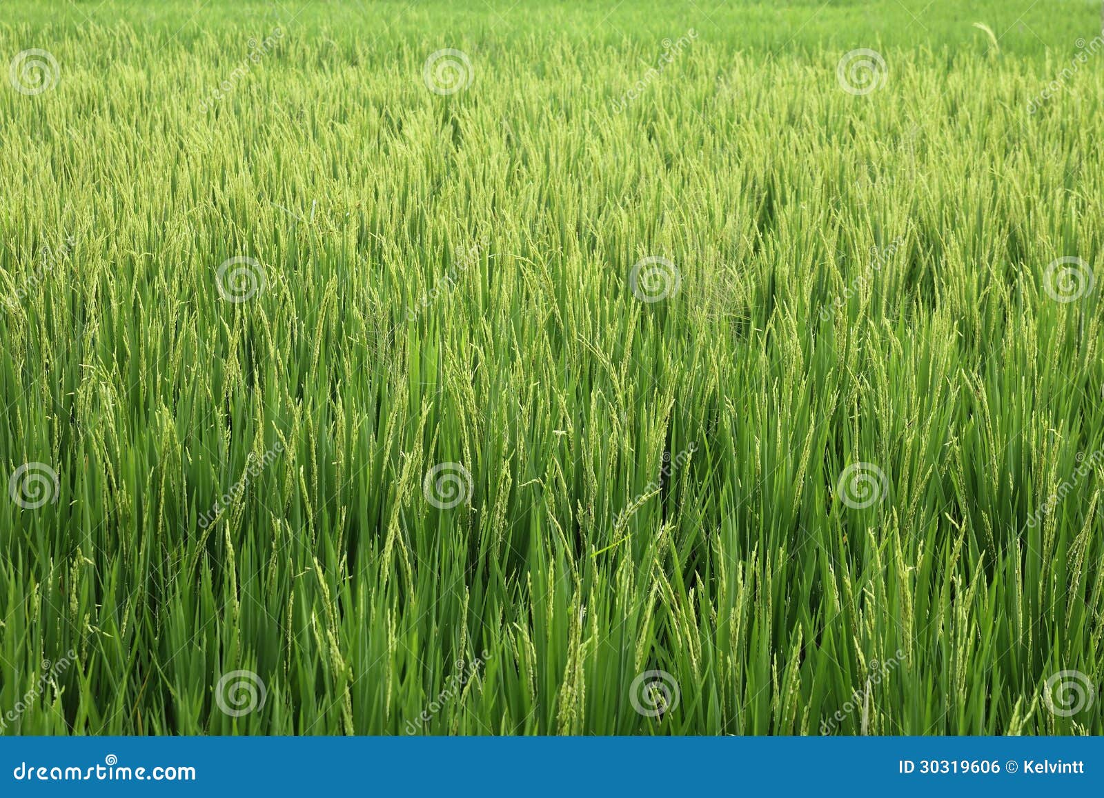 Paddy Field stock photo. Image of growing, horizontal - 30319606