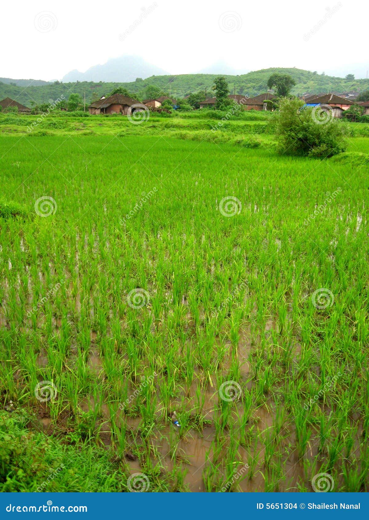 Paddy Field and Indian Village Stock Photo - Image of homes, meadow ...