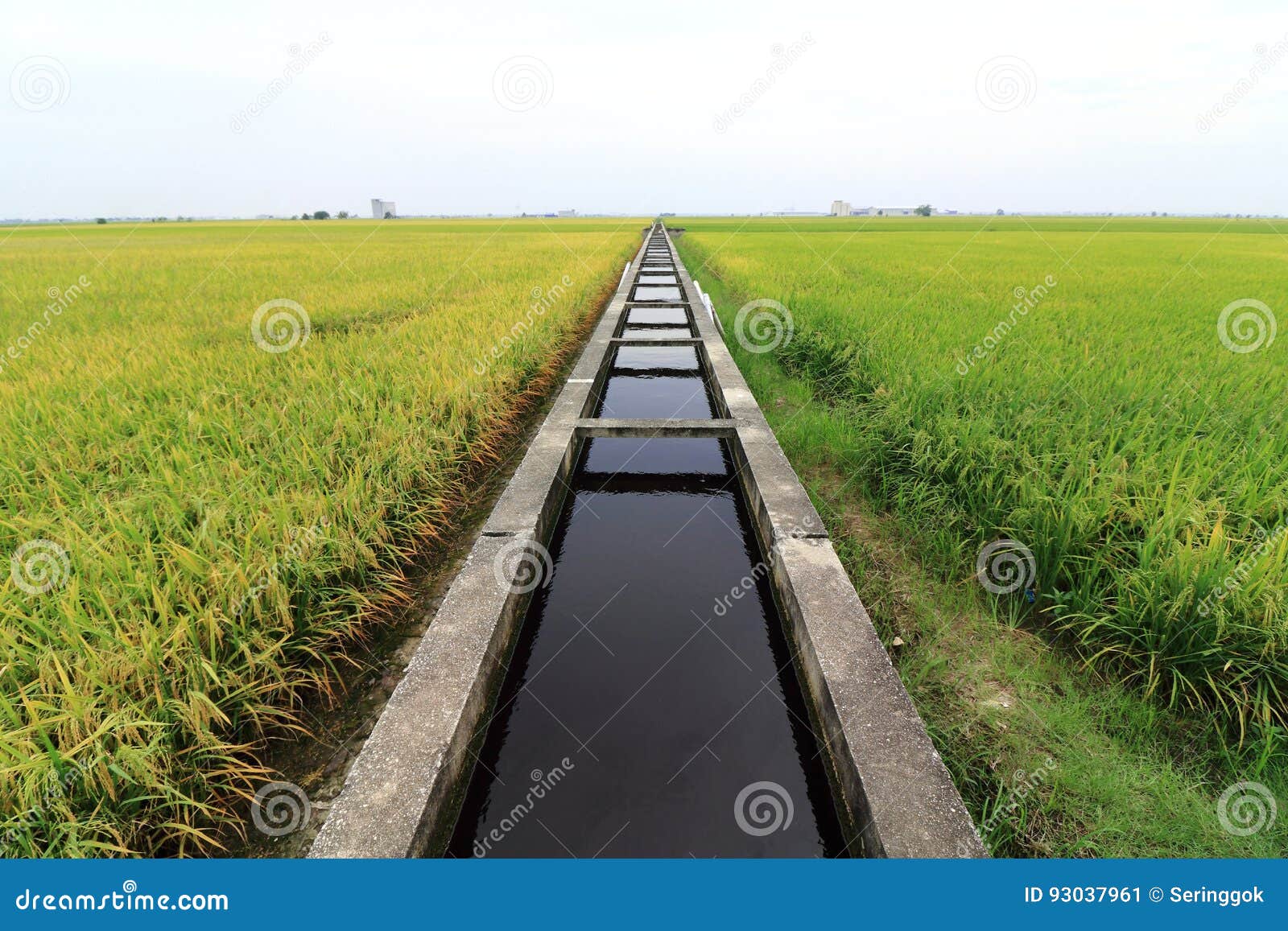 Paddy field stock image. Image of canal, nature, irrigation - 93037961