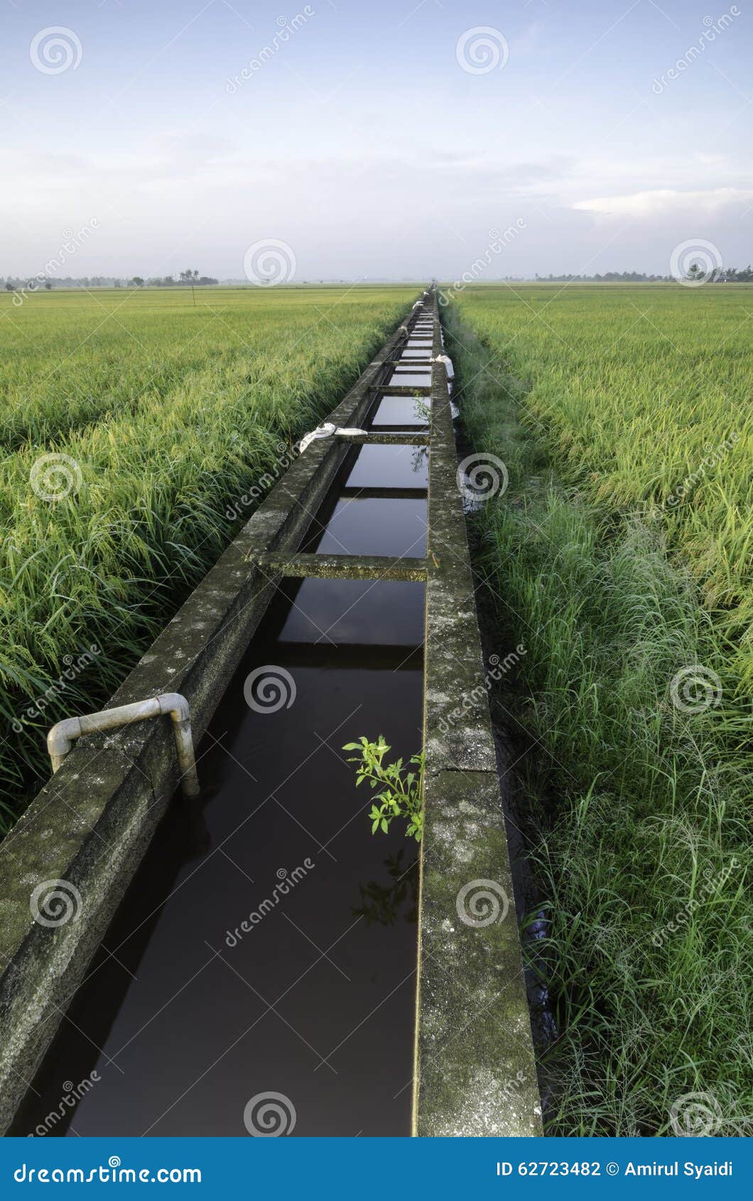 Paddy field irrigation stock photo. Image of farmland - 62723482