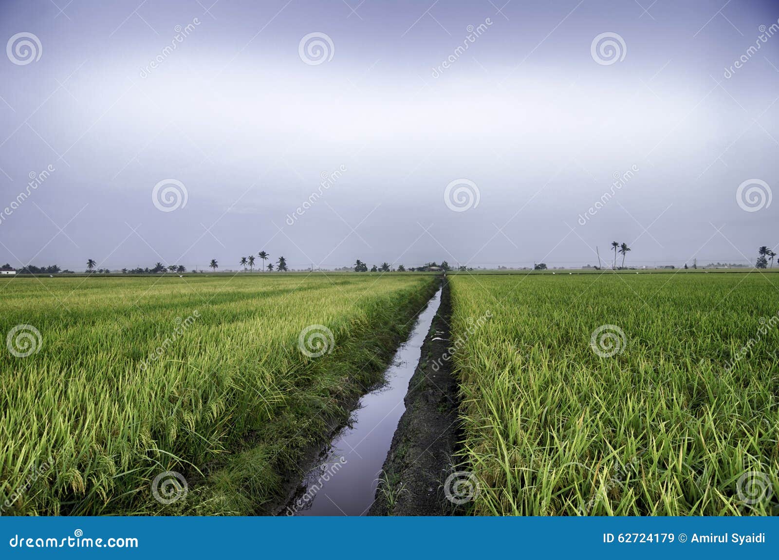 Paddy field irrigation stock image. Image of color, malaysia - 62724179