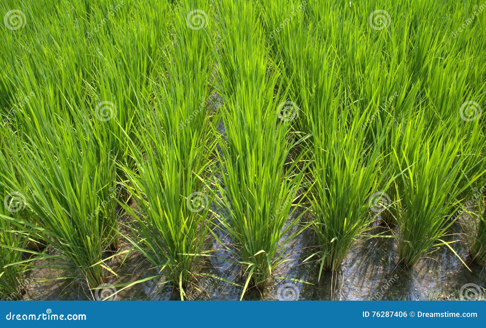 Paddy Field stock photo. Image of rice, paddy, straight - 76287406