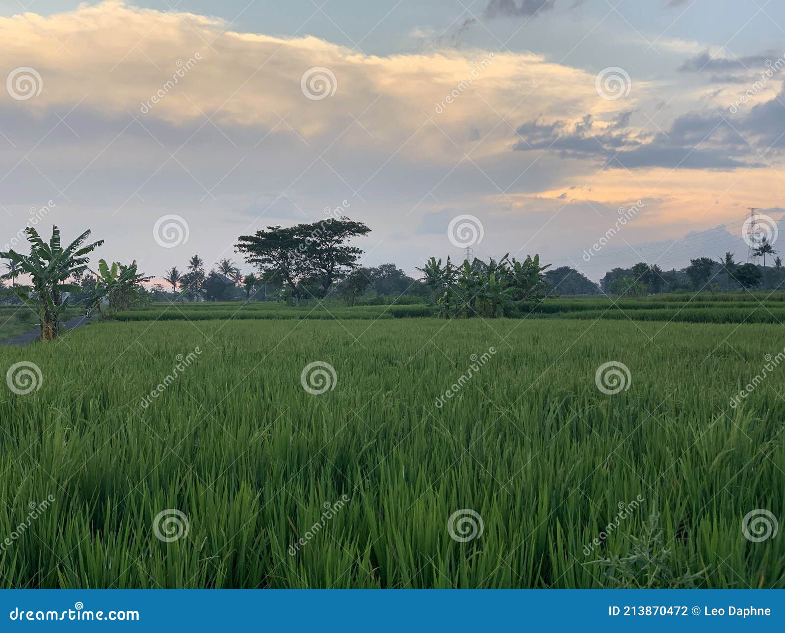 Paddy Field in Java, Indonesia Stock Photo - Image of outdoor ...