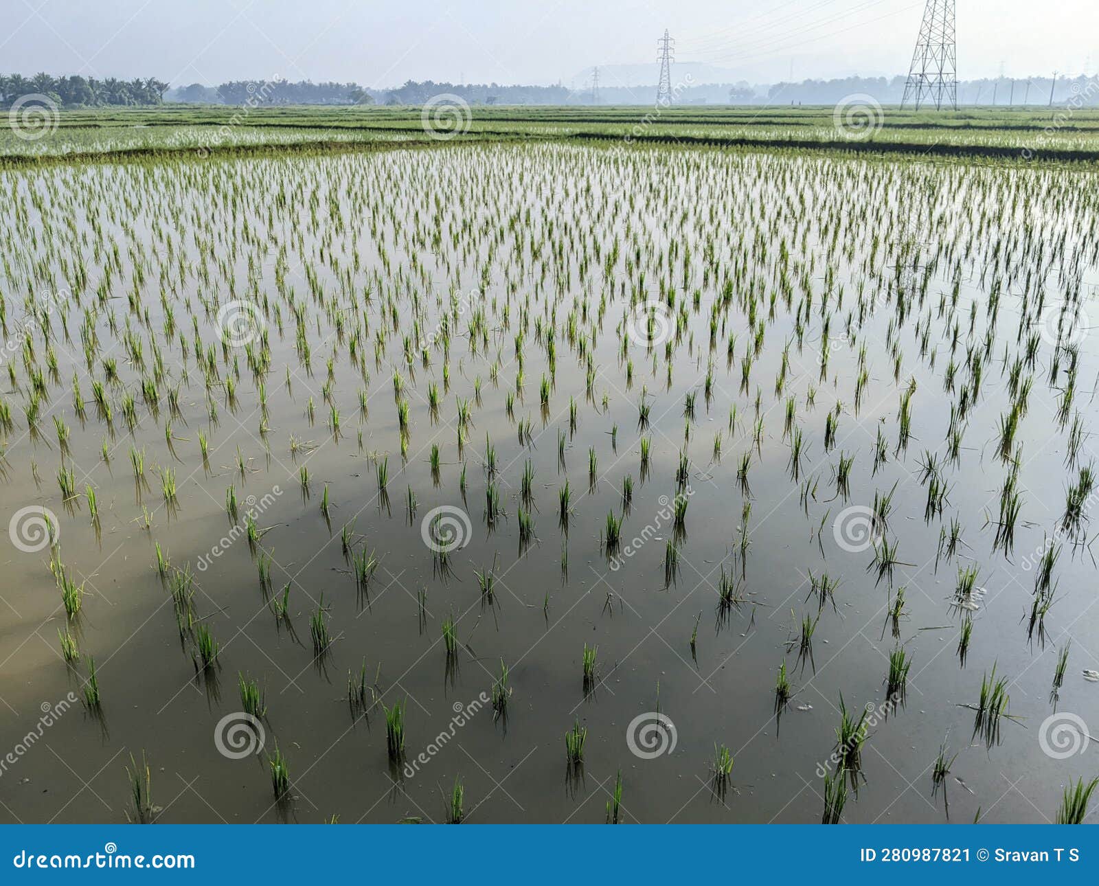 Paddy Field in Kerala, India Stock Image - Image of agricultural ...