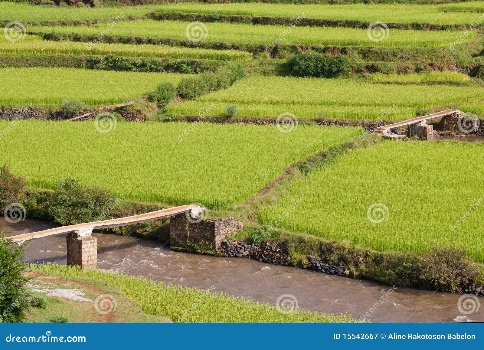 Paddy field landscape stock image. Image of agriculture - 15542667