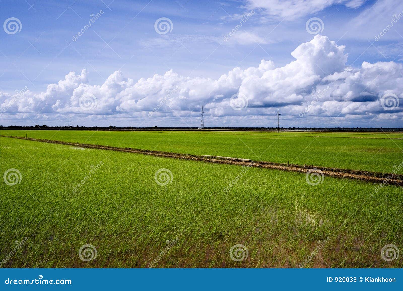 Paddy Field Landscape stock image. Image of countryside - 920033