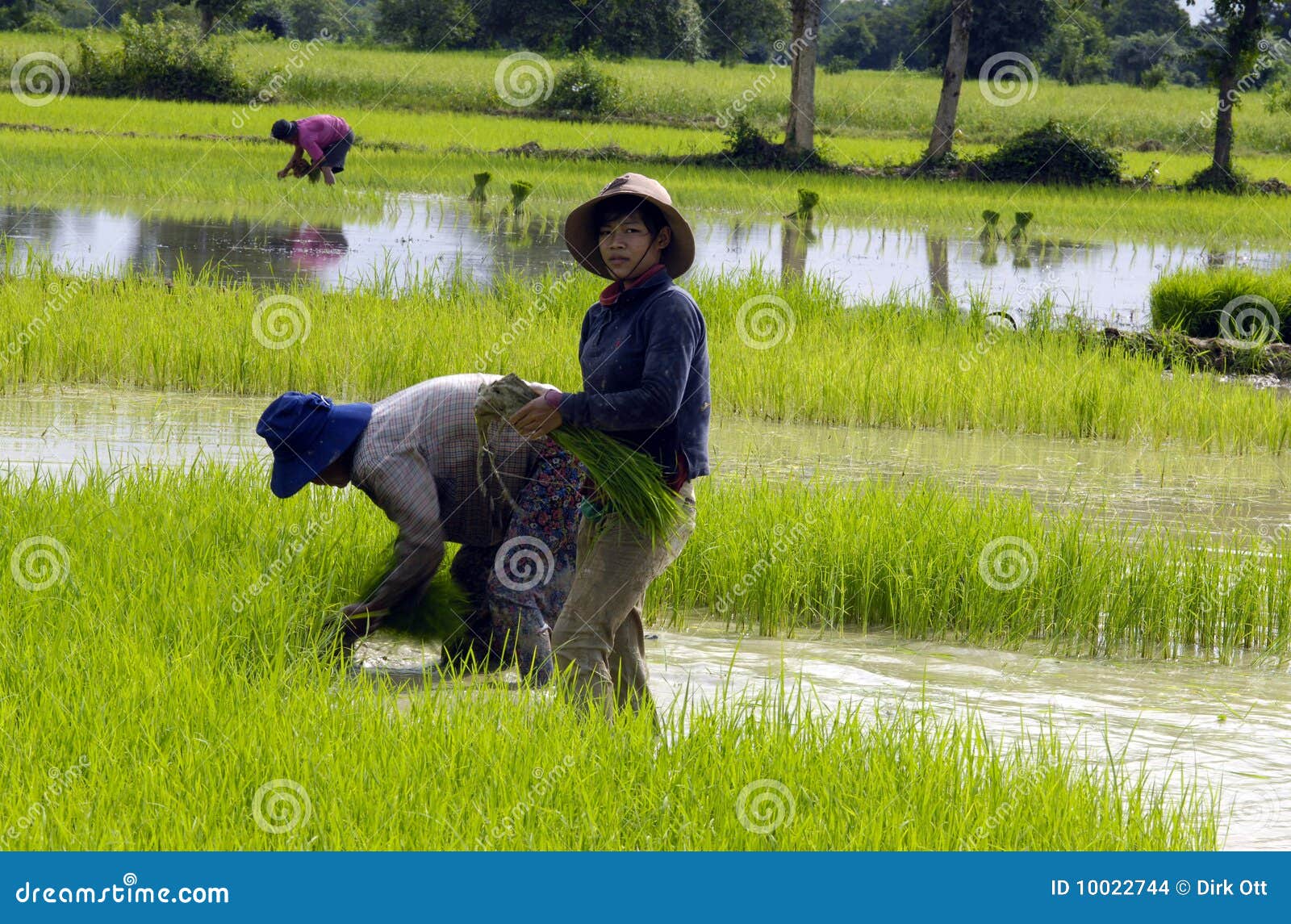 Paddy FIELD /man-made Methane Sources Editorial Stock Image - Image of ...