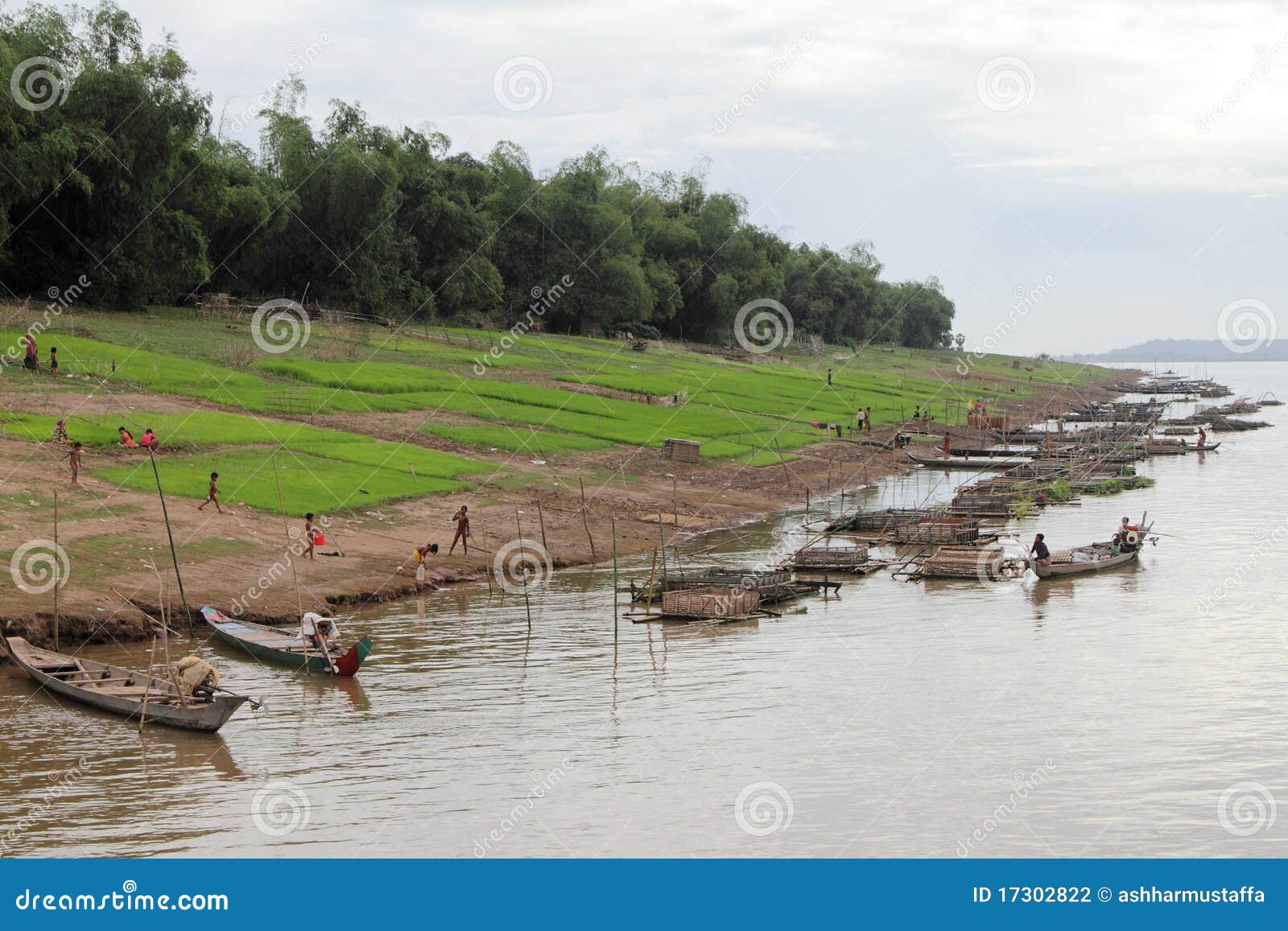 Paddy Field on Mekong Riverbank Editorial Photography - Image of food ...