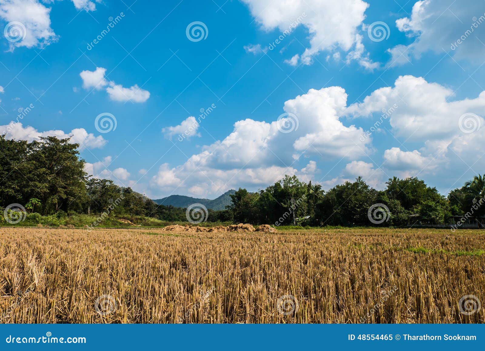 Paddy Field, Mountain, Smoky Clouds and Sky Stock Image - Image of ...
