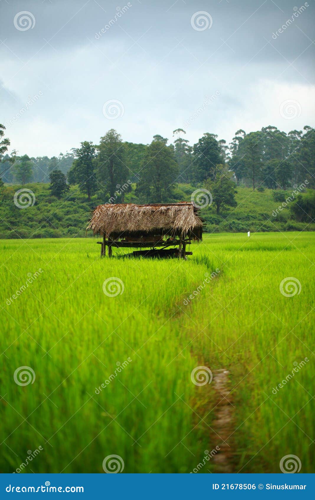 Paddy Field Near Forest with Watch Building Stock Photo - Image of ...