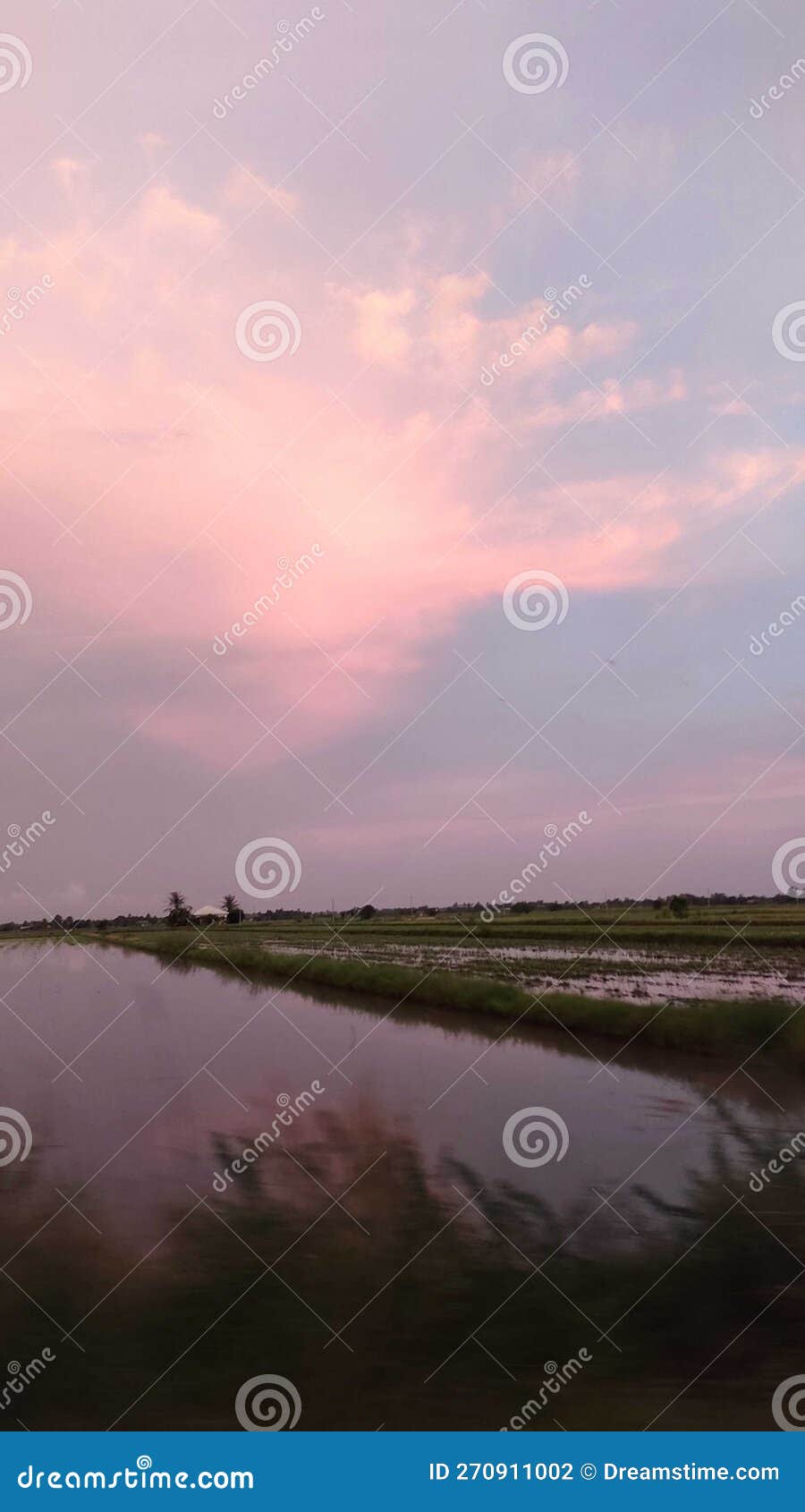 Paddy Field with the Nice View. Stock Photo - Image of morning, mist ...