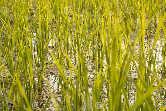 Paddy Field at Nursery Stage Stock Photo - Image of nursery, season ...