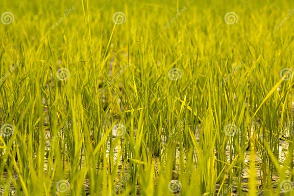 Paddy Field at Nursery Stage Stock Image - Image of cultivate, sowing ...