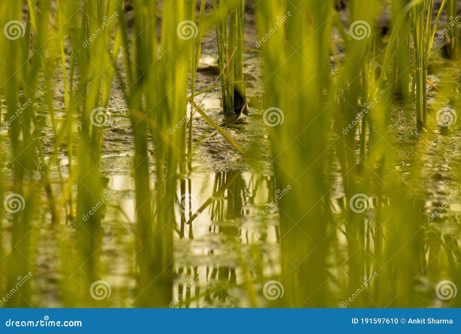 Paddy Field at Nursery Stage Stock Photo - Image of countryside, green ...
