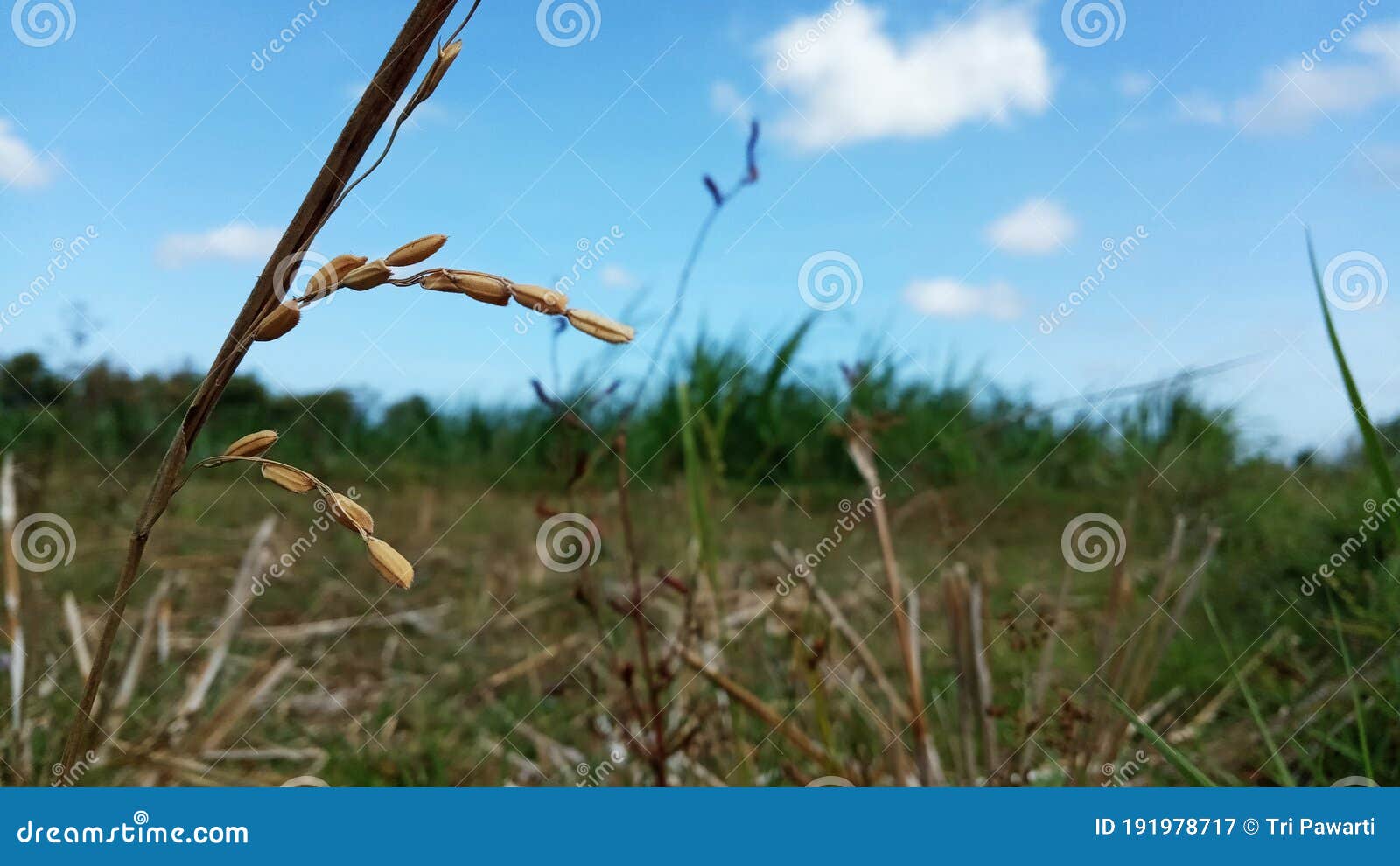 Paddy in the field stock image. Image of branch, meadow - 191978717