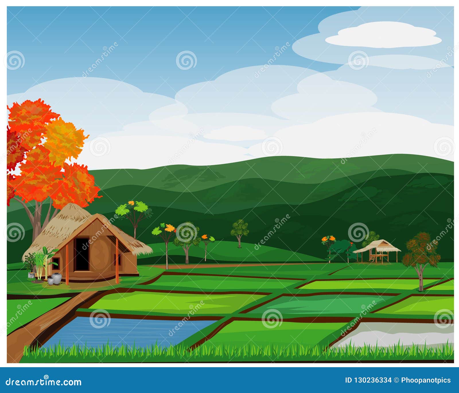 Paddy field stock vector. Illustration of rice, grass - 130236334