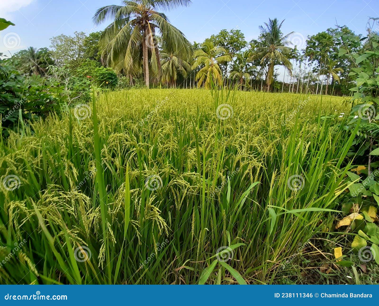 Paddy field stock photo. Image of tree, flower, crop - 238111346