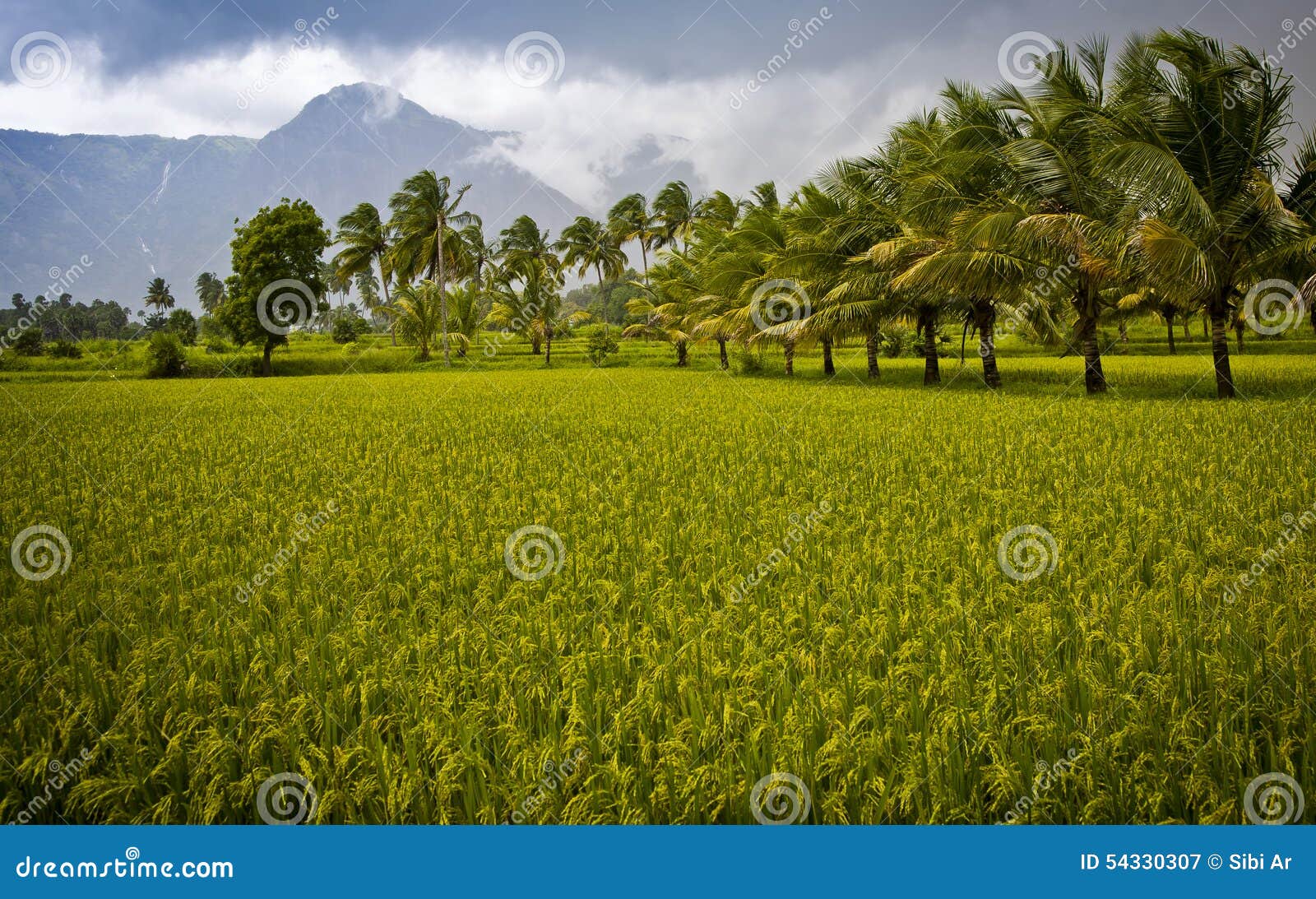 Paddy field stock image. Image of land, bright, green - 54330307