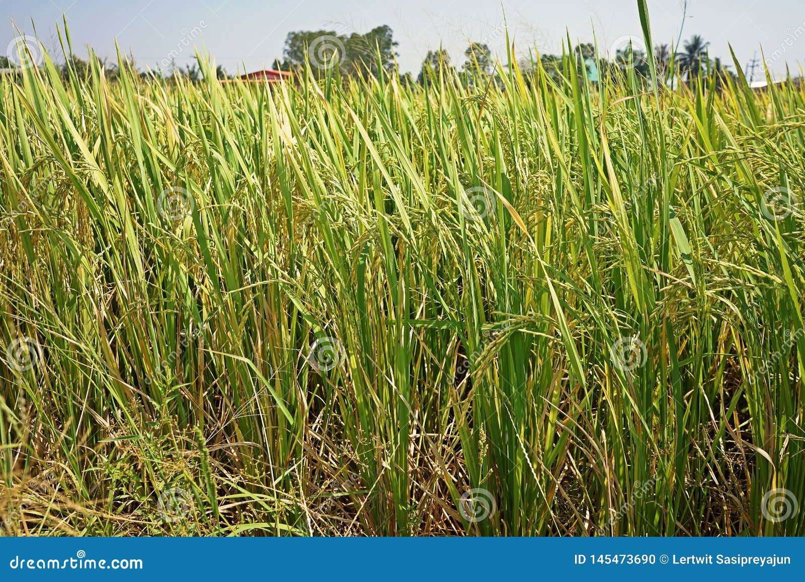 Paddy Field at Panicle Stage Stock Photo - Image of paddy, major: 145473690