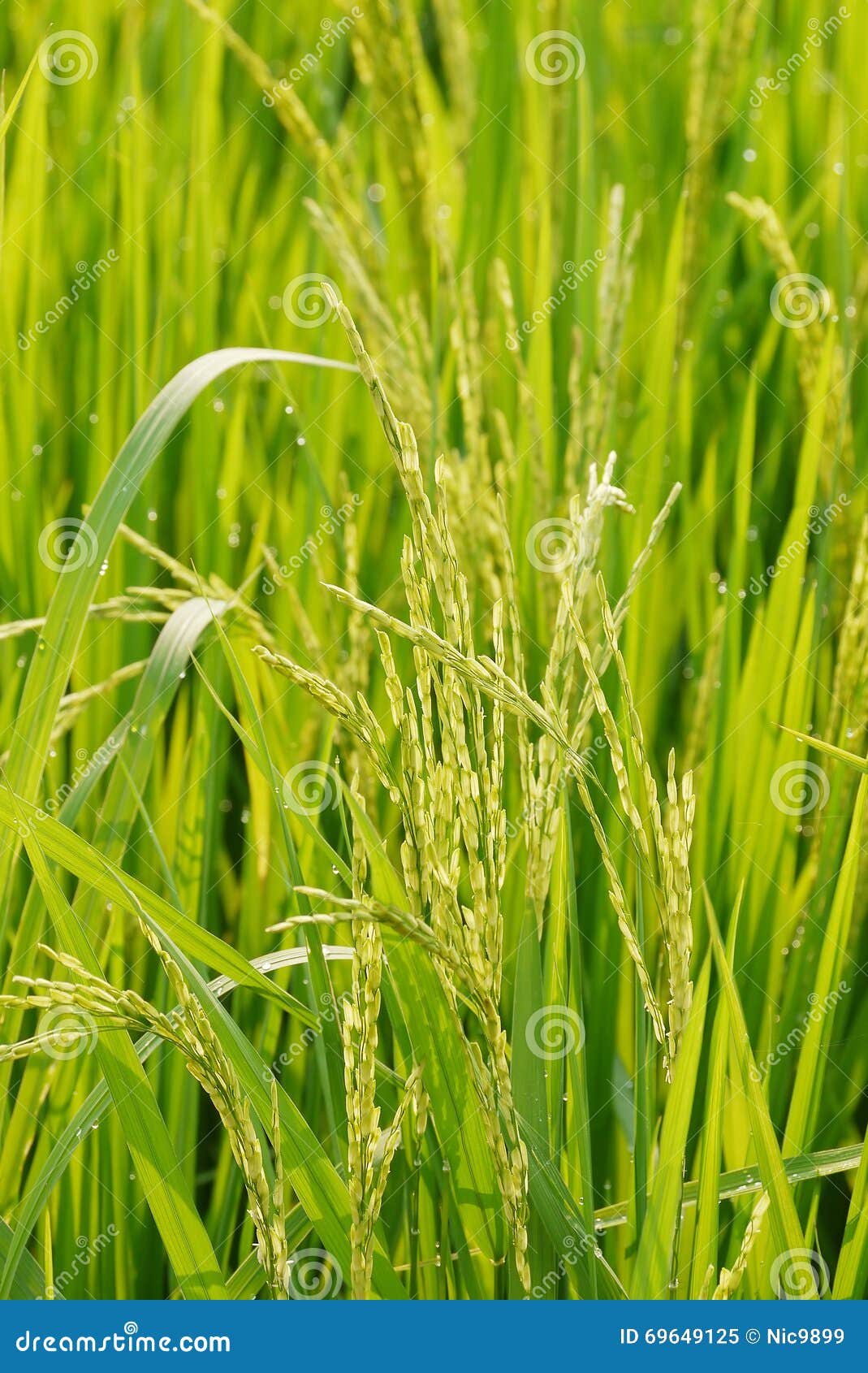 Paddy Field Patterns stock image. Image of flora, culture - 69649125