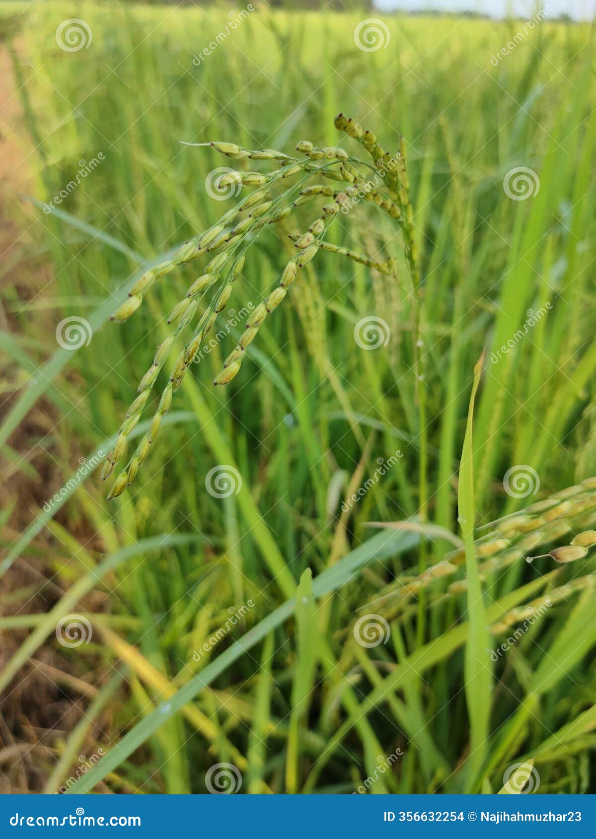 Paddy field picture stock photo. Image of leaf, field - 356632254