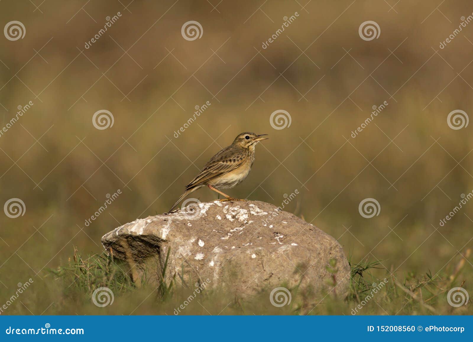 Paddy Field Pipit, Kolhapur, Maharashtra, India Stock Photo - Image of ...